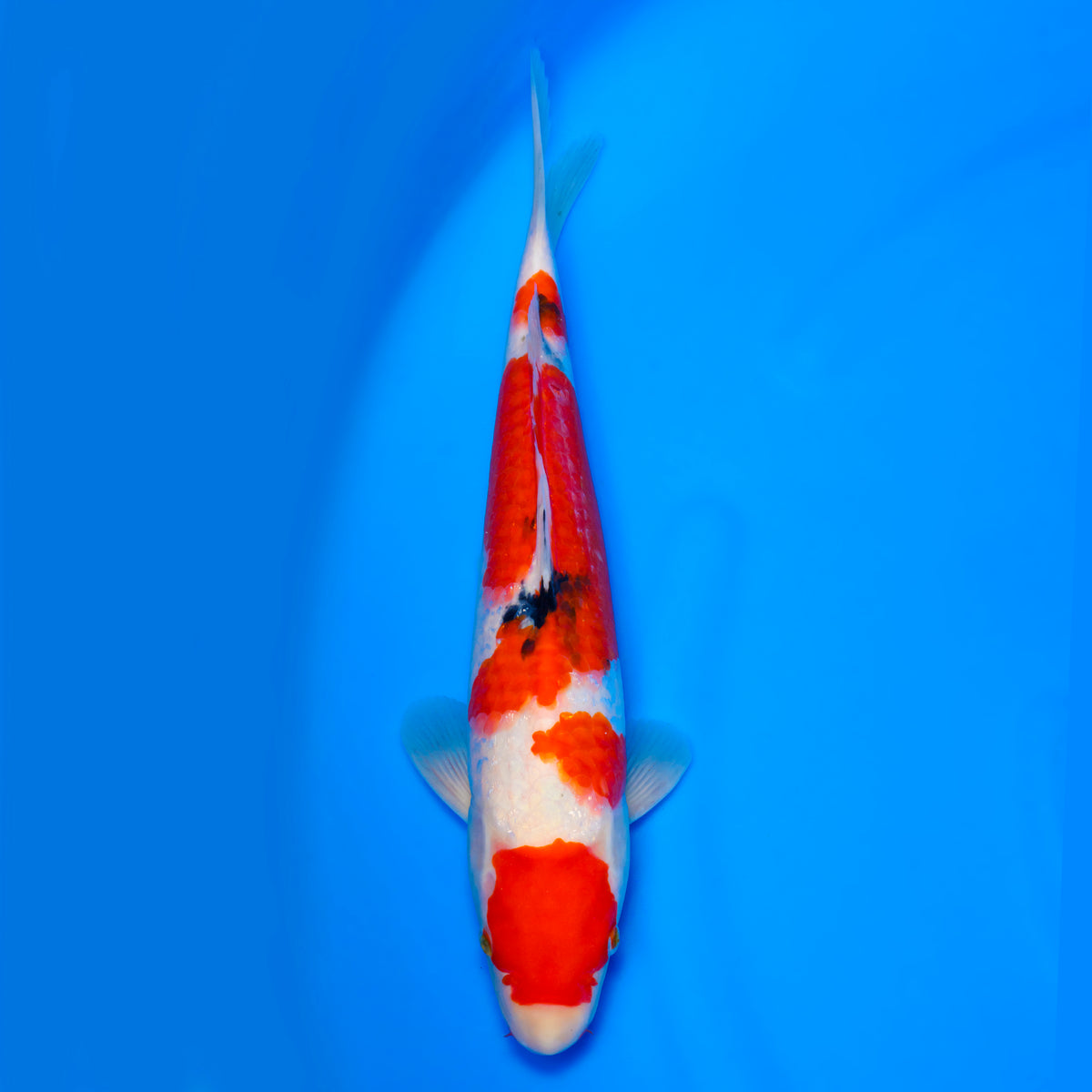 008 大正三色 Taisyo Sansyoku 39cm Female – 石和錦鯉センター